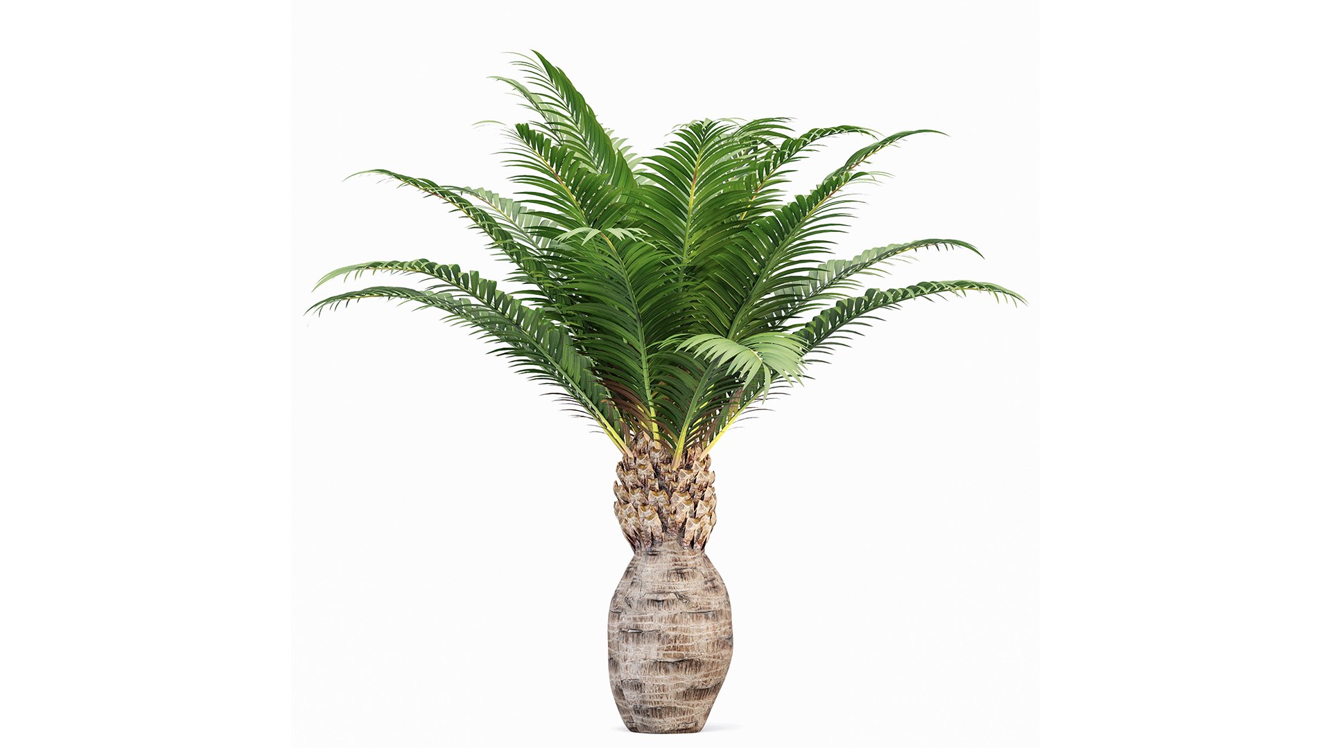 Mexican Fan Palm Canary Island Date Sabal Cabbage14 Trees 3D Model ...