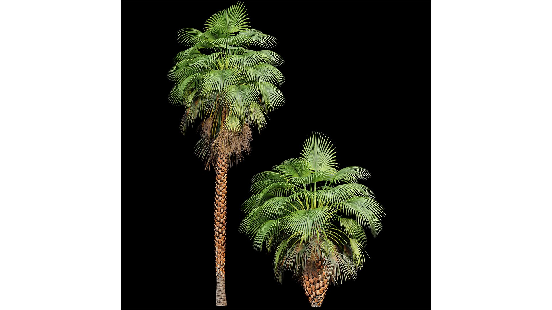 Mexican Fan Palm Canary Island Date Sabal Cabbage14 Trees 3D Model ...