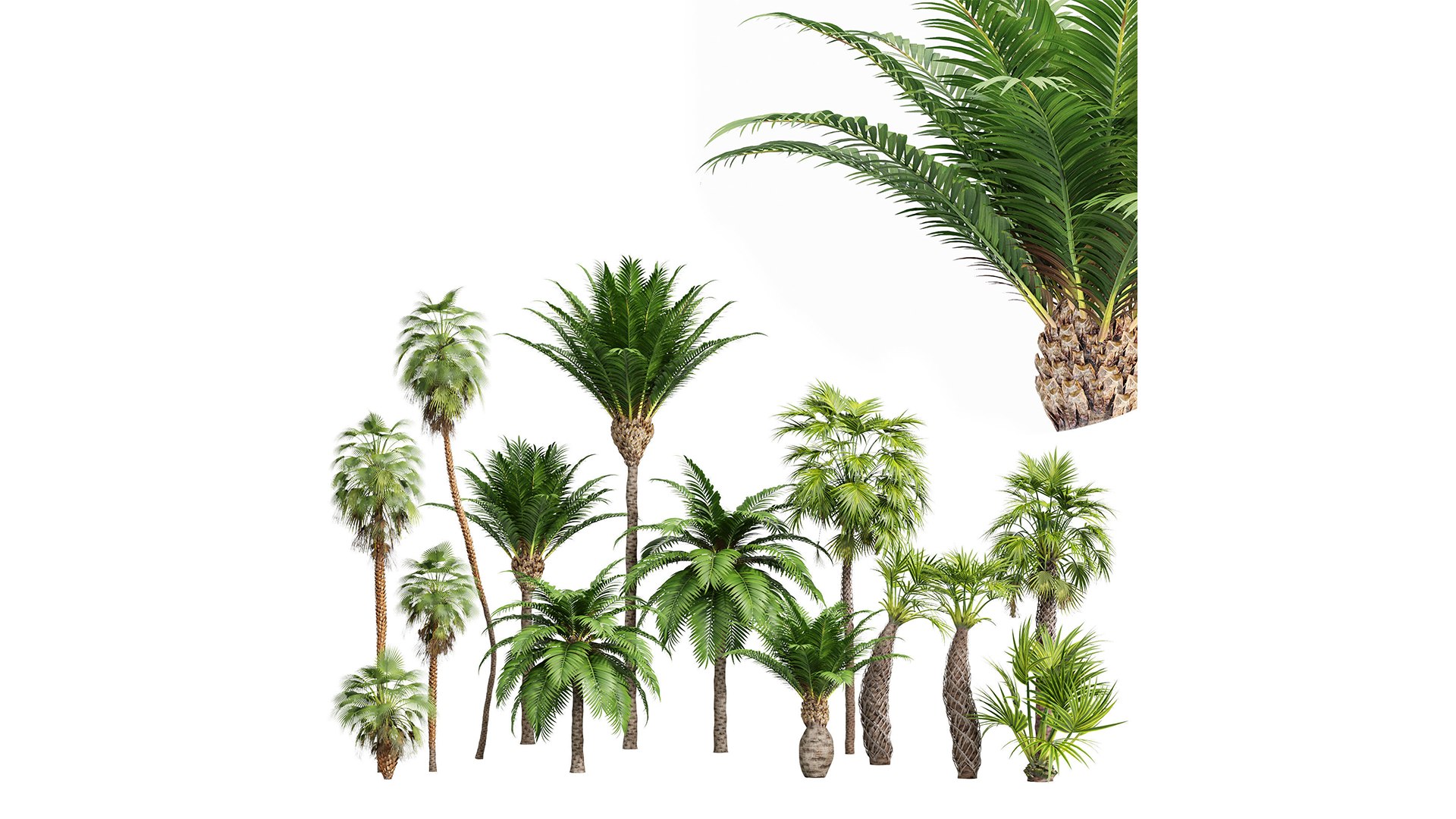 Mexican Fan Palm Canary Island Date Sabal Cabbage14 Trees 3D Model ...