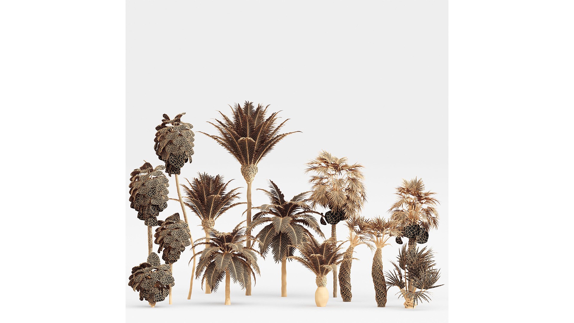 Mexican Fan Palm Canary Island Date Sabal Cabbage14 Trees 3D Model ...