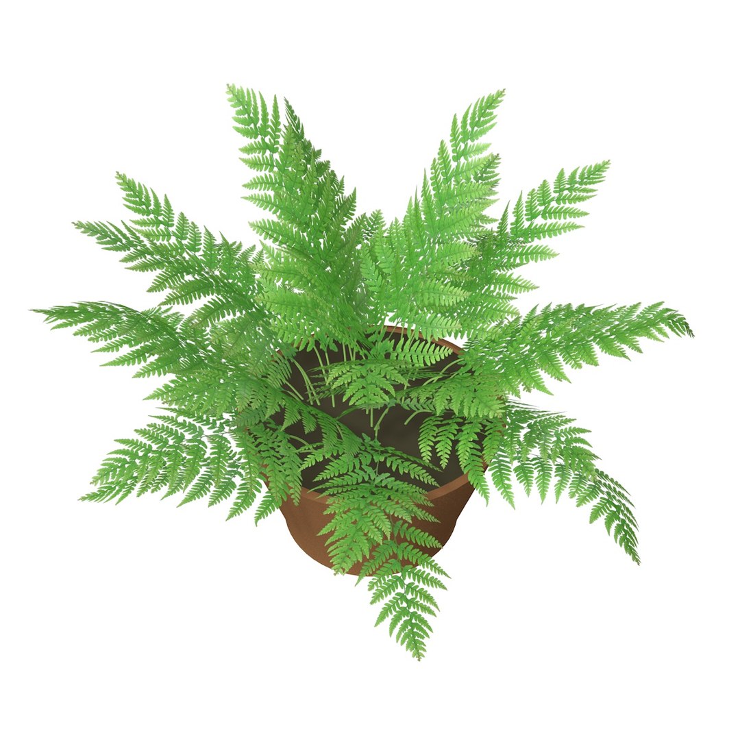 3D Fern Alpha Channel Model - TurboSquid 1340971