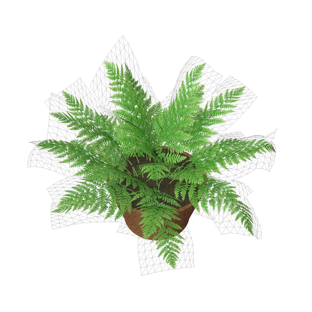 3D Fern Alpha Channel Model - TurboSquid 1340971
