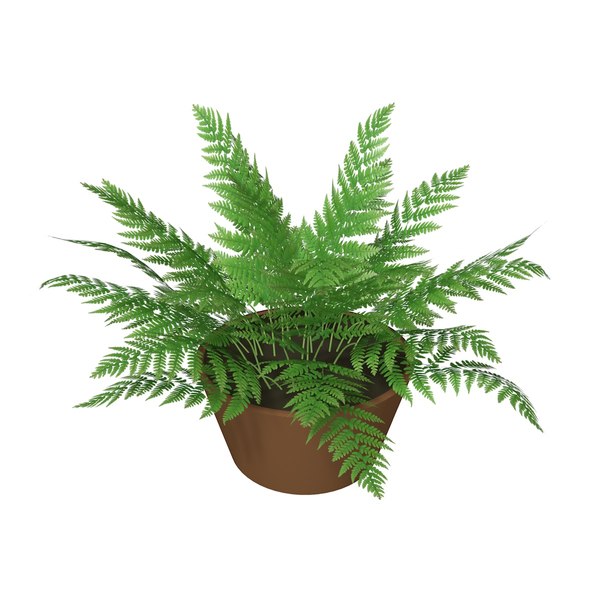 3D fern alpha channel model - TurboSquid 1340971