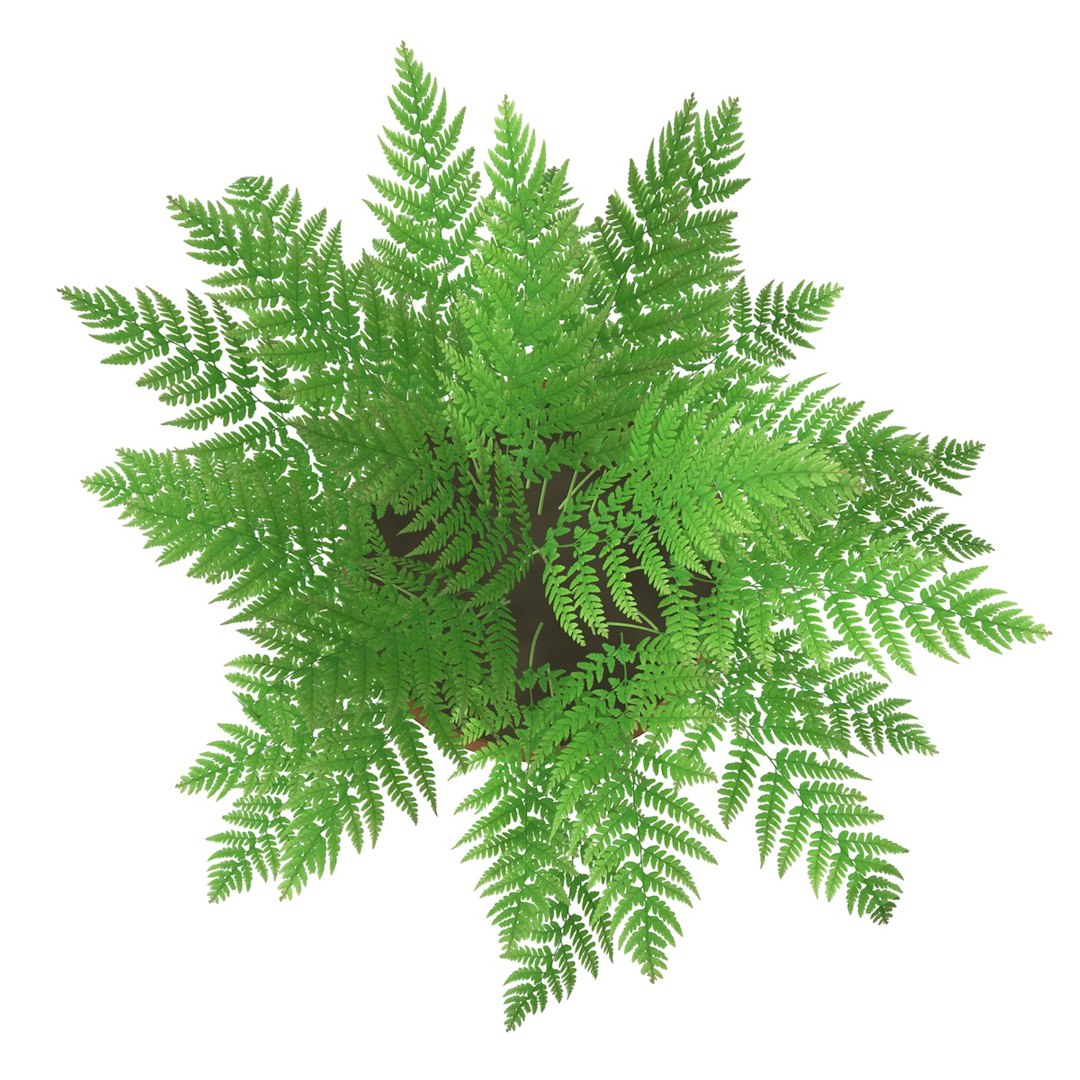 3D Fern Alpha Channel Model - TurboSquid 1340971
