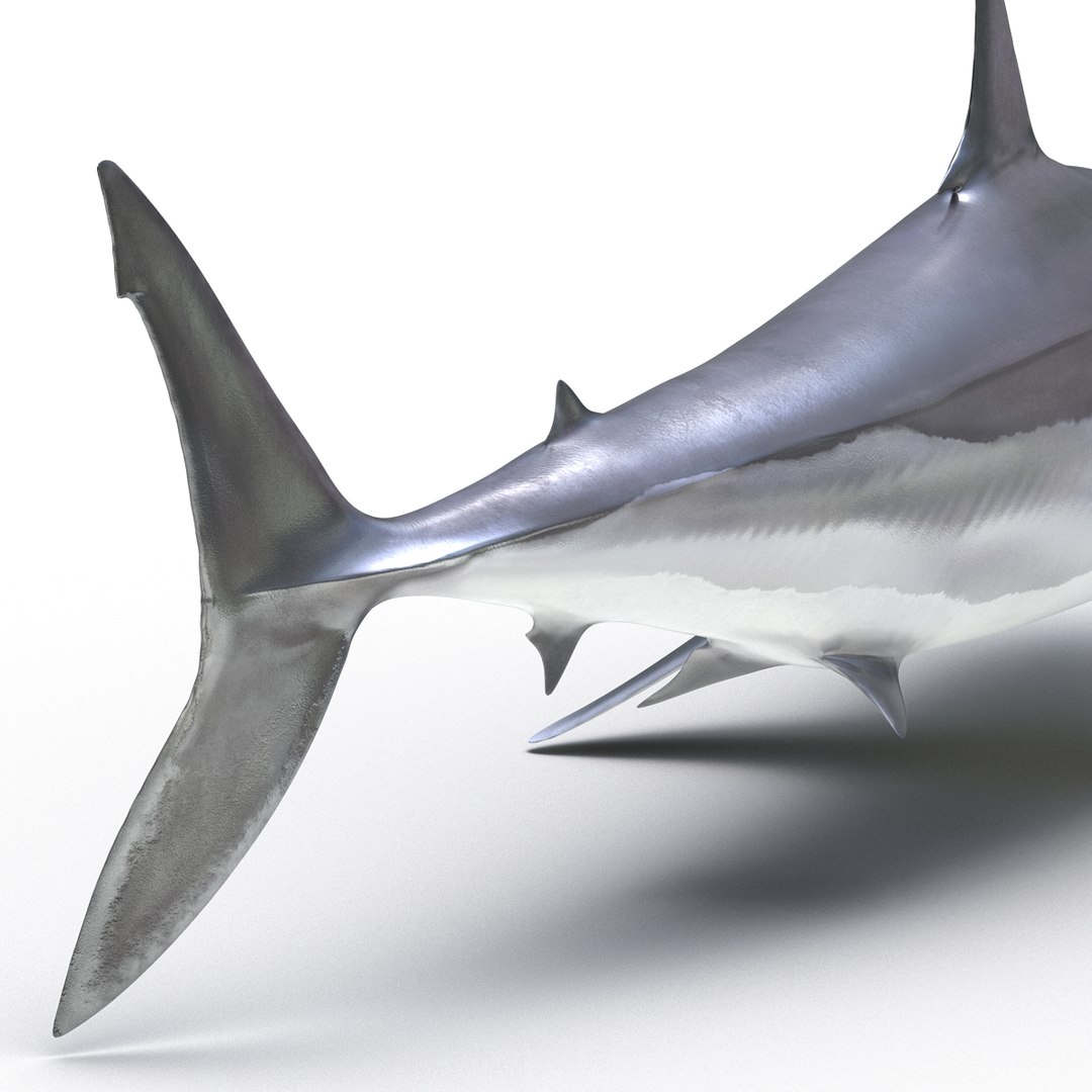 Shortfin Mako Shark Pose 3ds