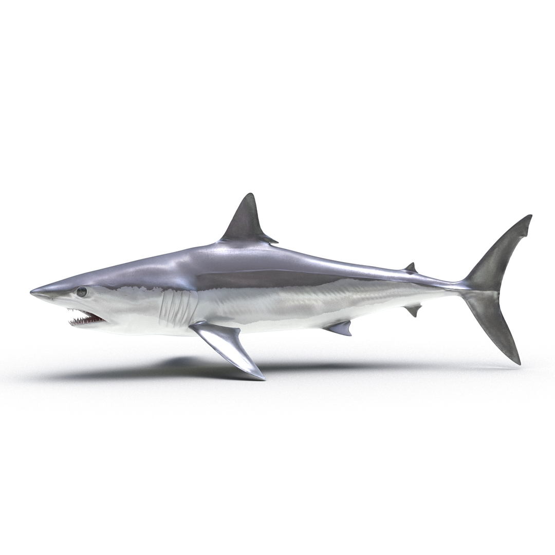 Shortfin Mako Shark Pose 3ds