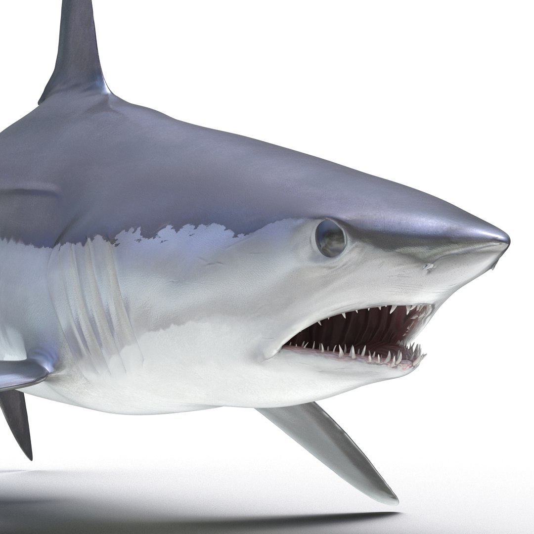 Shortfin Mako Shark Pose 3ds
