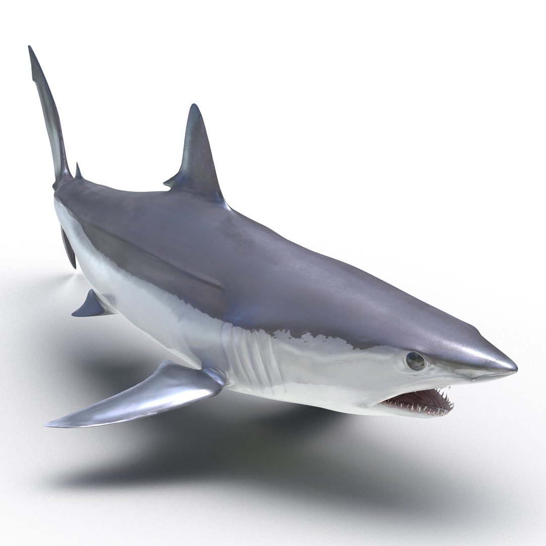 Shortfin Mako Shark Pose 3ds