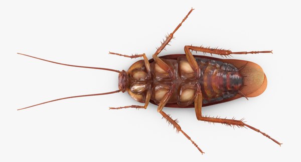 Creeping insects 3 3D model - TurboSquid 1595310