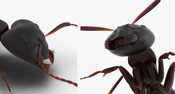 Creeping insects 3 3D model - TurboSquid 1595310
