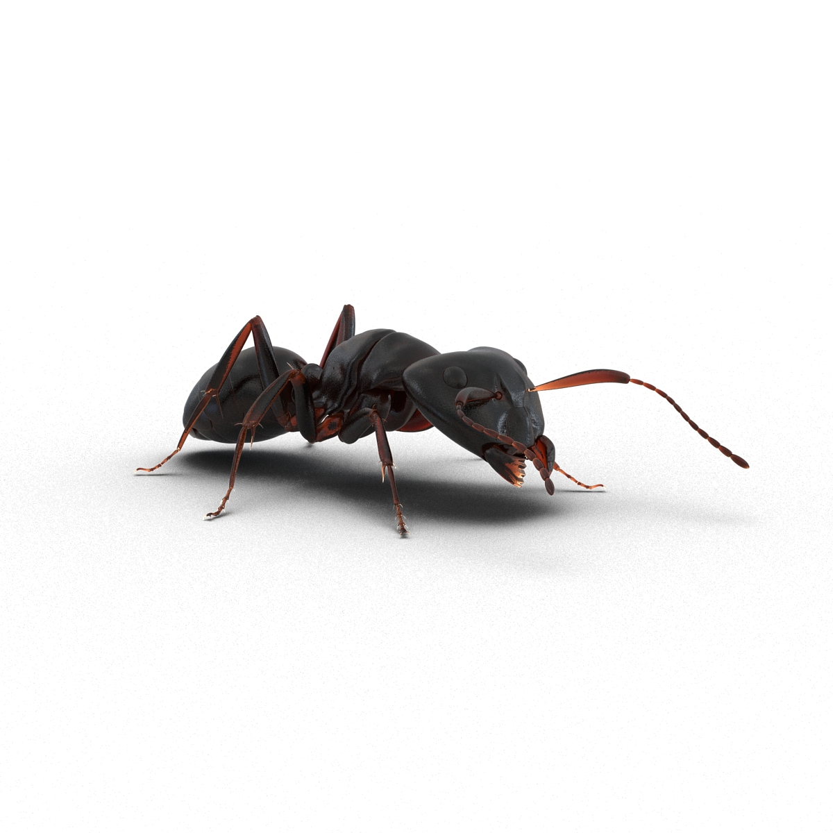 Creeping insects 3 3D model - TurboSquid 1595310