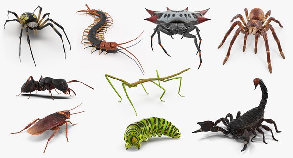 modelo 3d Colección de insectos rastreros 3 - TurboSquid 1595310