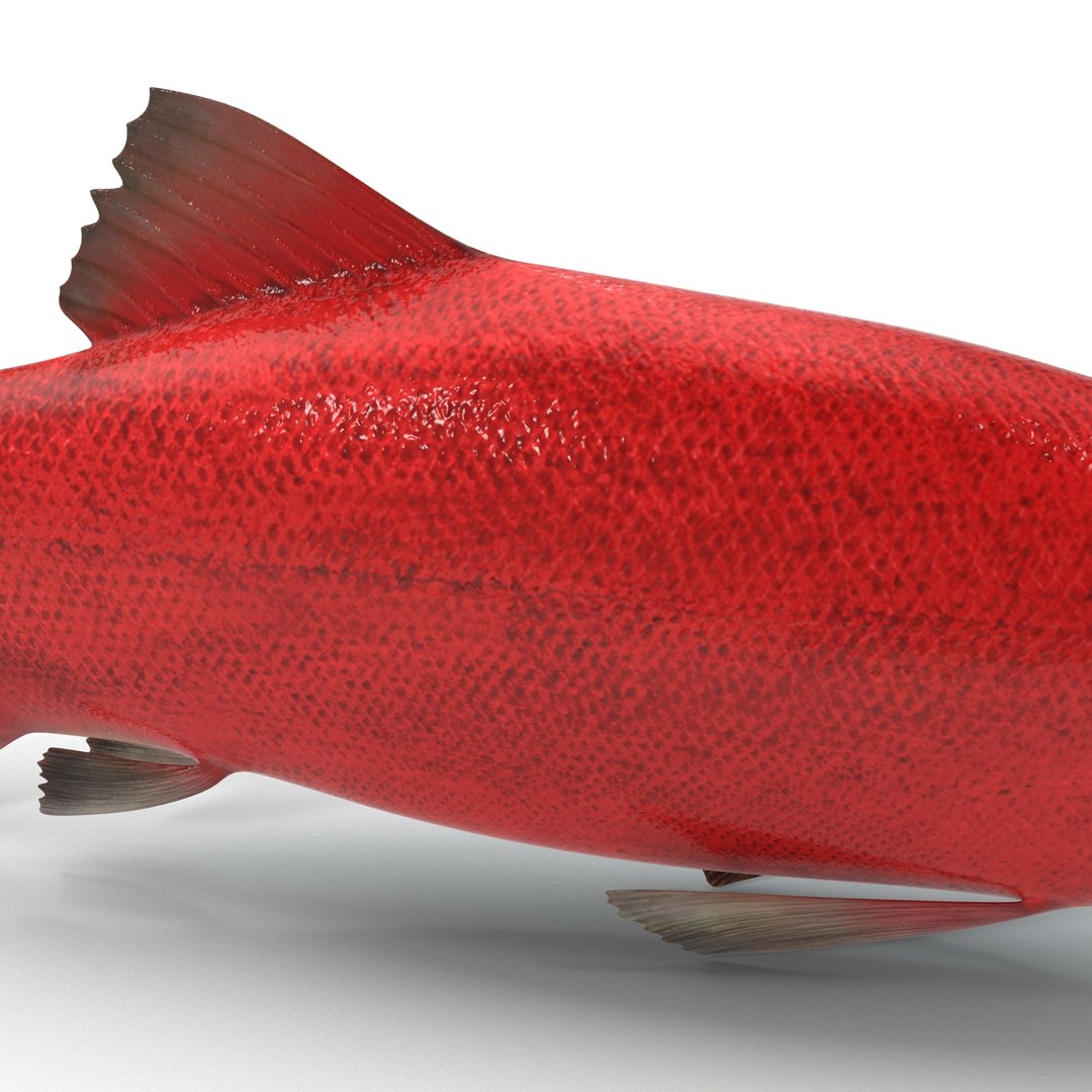 Sockeye Salmon Fish Obj