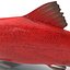Sockeye Salmon Fish Obj
