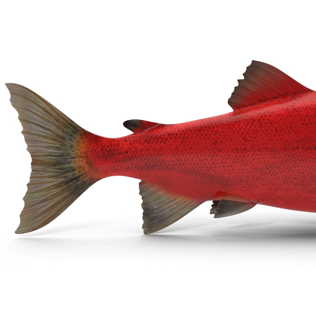 Sockeye Salmon Fish Obj