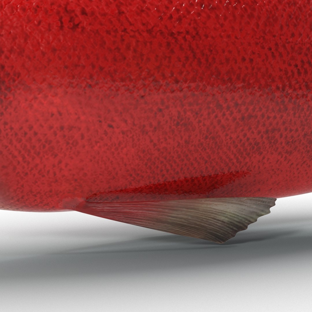 Sockeye Salmon Fish Obj