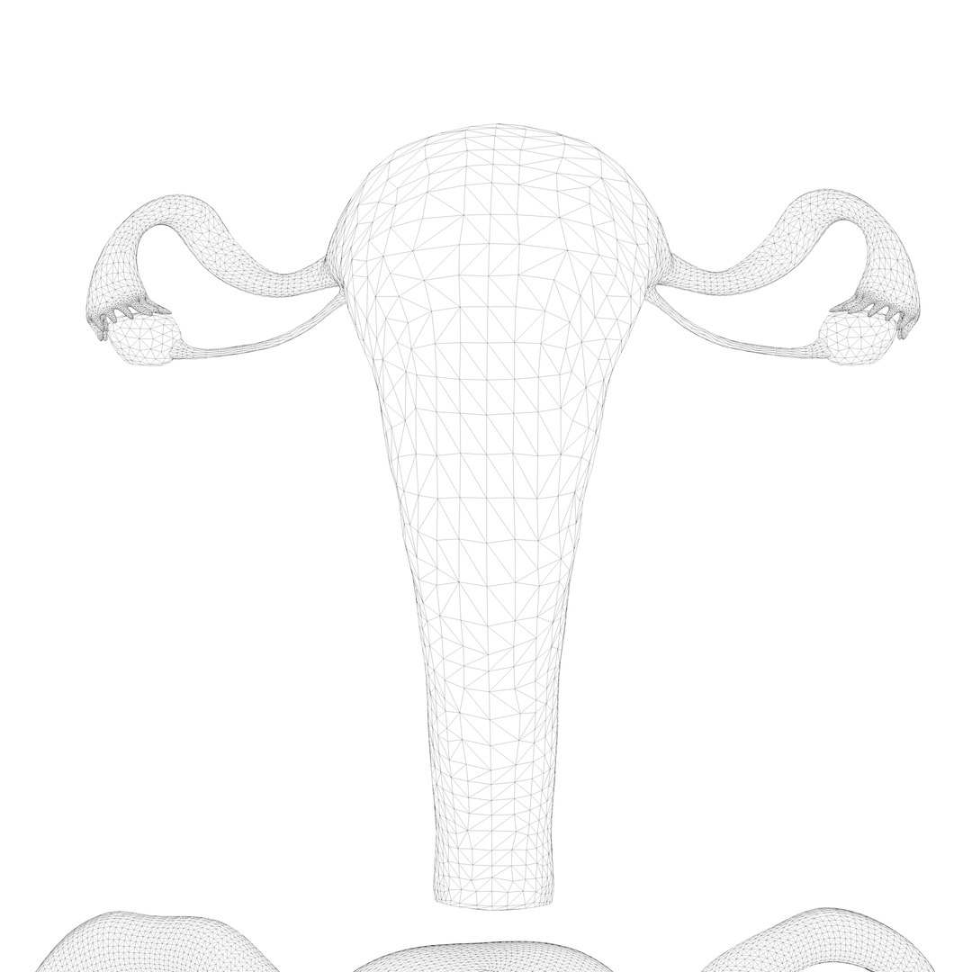 3D Female Reproductive System Section Bundle - TurboSquid 2048721