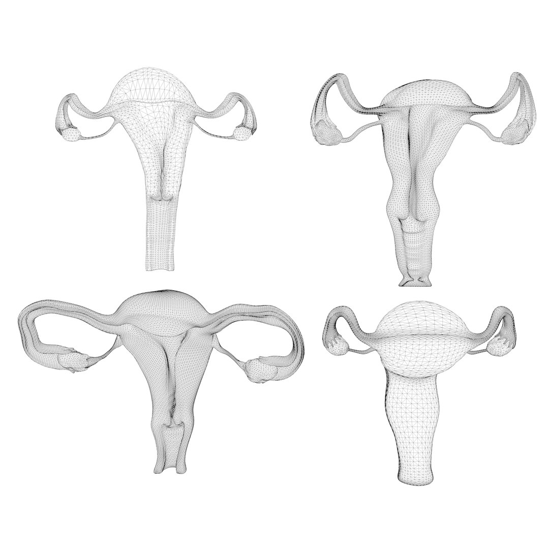 3D Female Reproductive System Section Bundle - TurboSquid 2048721