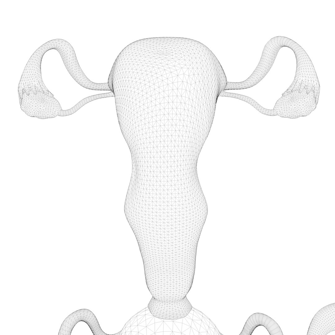 3D Female Reproductive System Section Bundle - TurboSquid 2048721