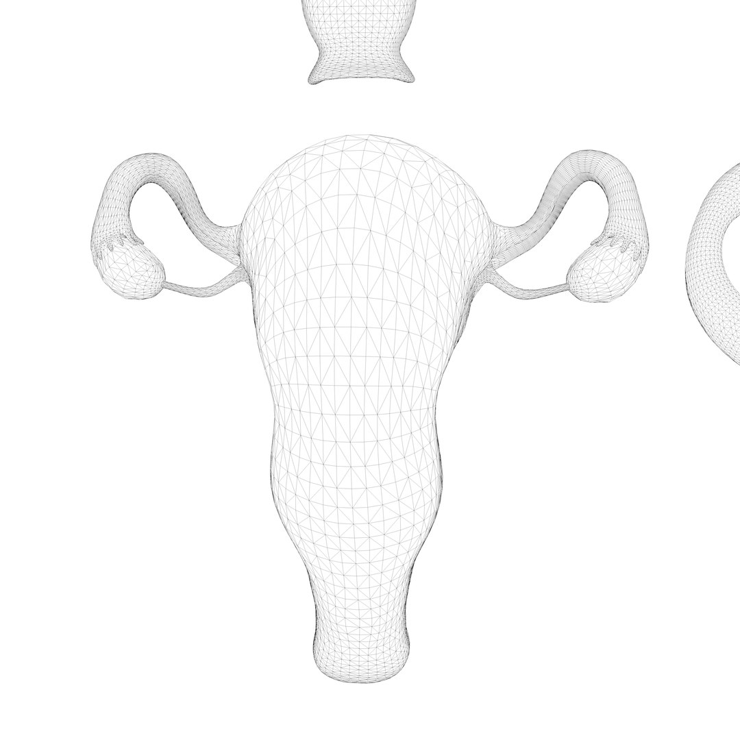 3D Female Reproductive System Section Bundle - TurboSquid 2048721