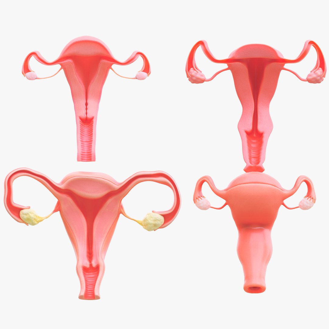 3D Female Reproductive System Section Bundle - TurboSquid 2048721