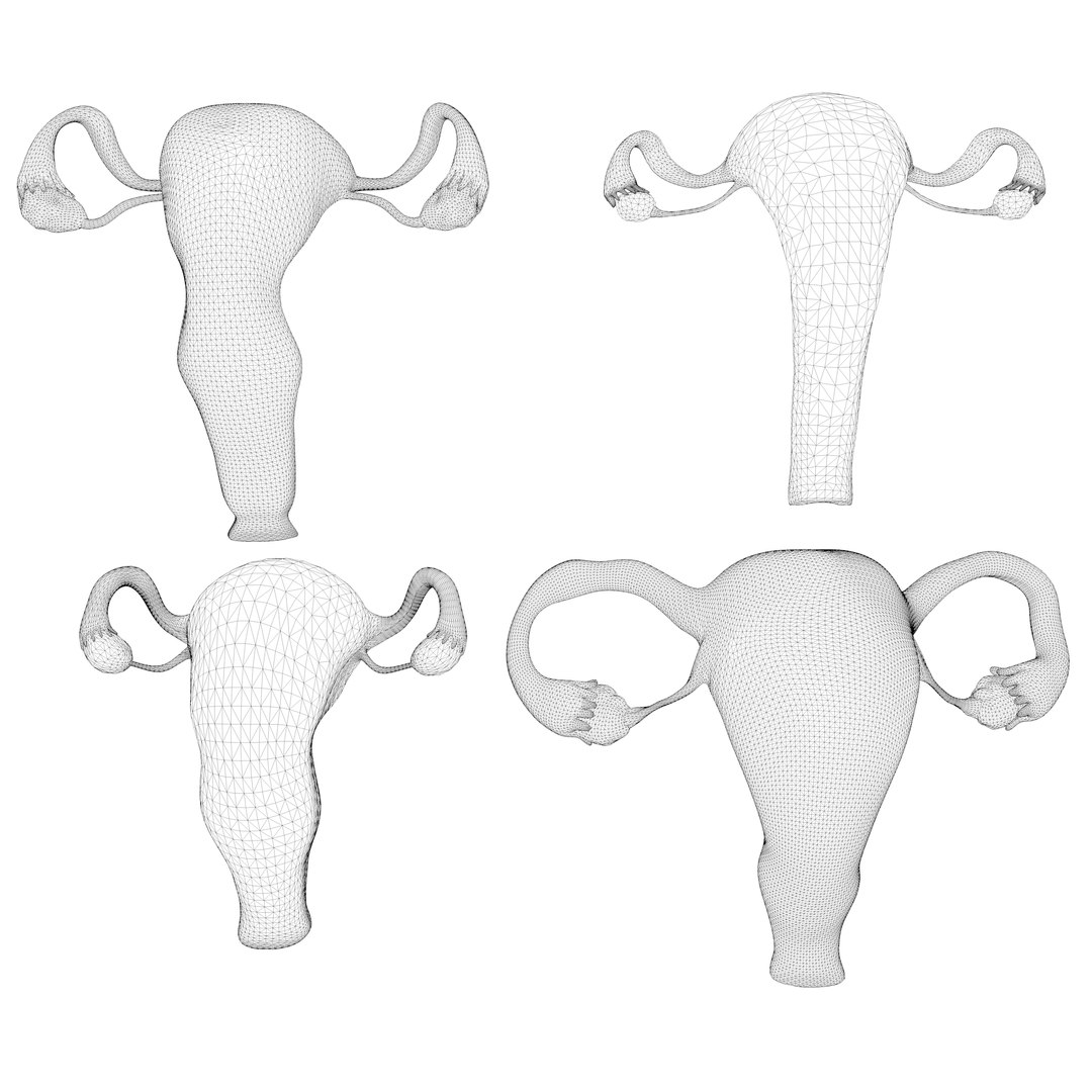 3D Female Reproductive System Section Bundle - TurboSquid 2048721