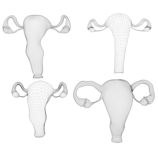 modelo 3d Female Reproductive System Section Bundle - TurboSquid 2048721