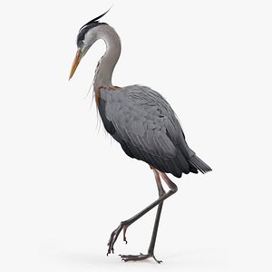 3D Heron Models - Browse & Download Formats - TurboSquid