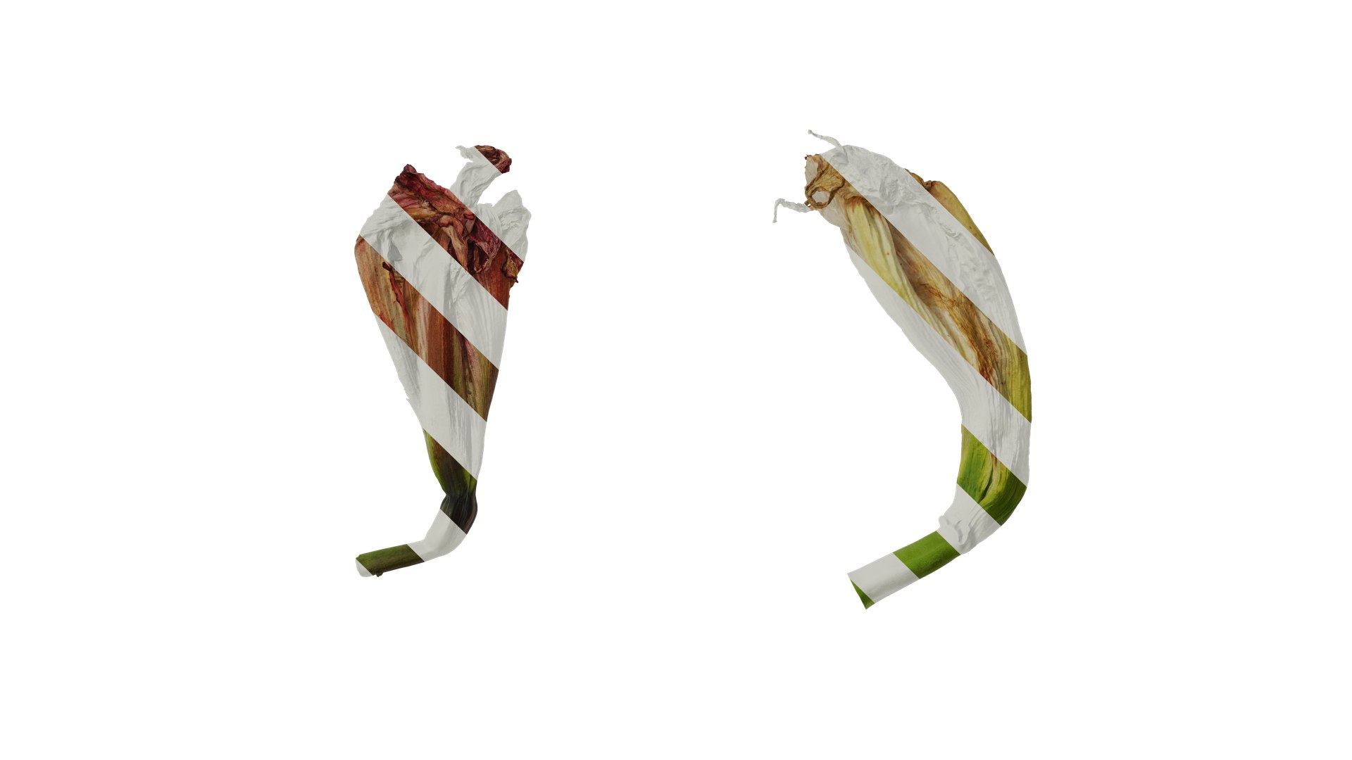 Anydrafts Hippeastrum Striatum Flower 14 Textures 3D - TurboSquid 2356128