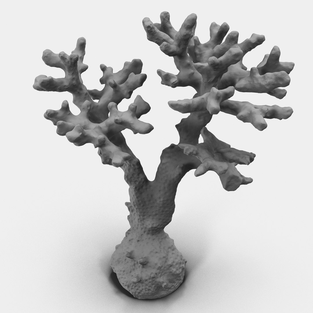 3d Max Pocilopora Coral Scan