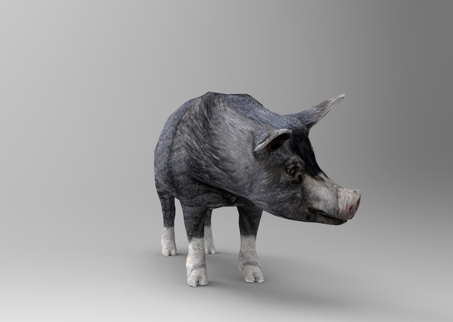 Pig rigged animation 3D model - TurboSquid 1212905