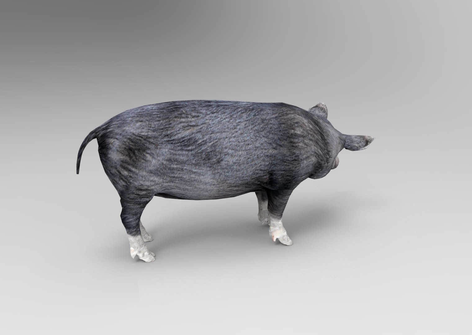 Pig rigged animation 3D model - TurboSquid 1212905