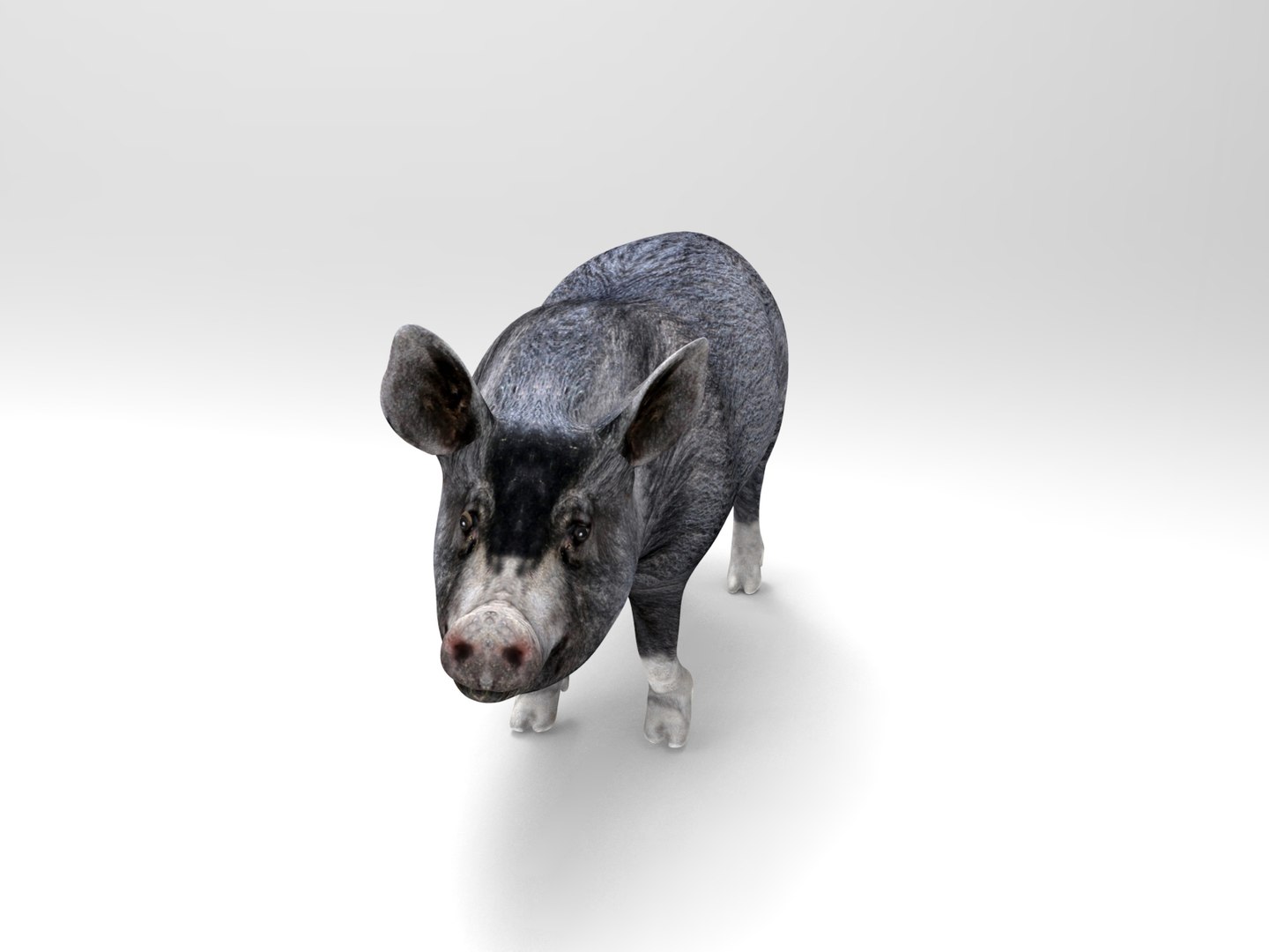 Pig rigged animation 3D model - TurboSquid 1212905