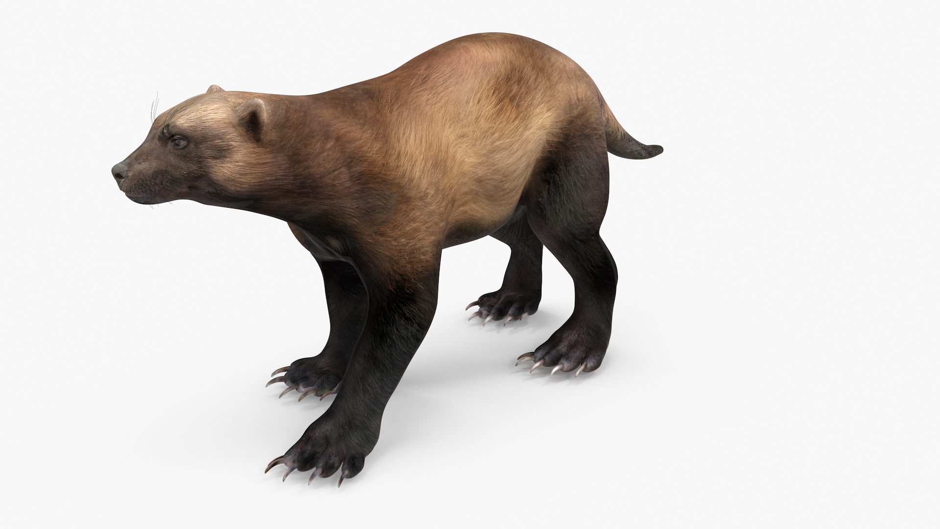 3D Wolverine Dark Color Walking Pose - TurboSquid 2130538