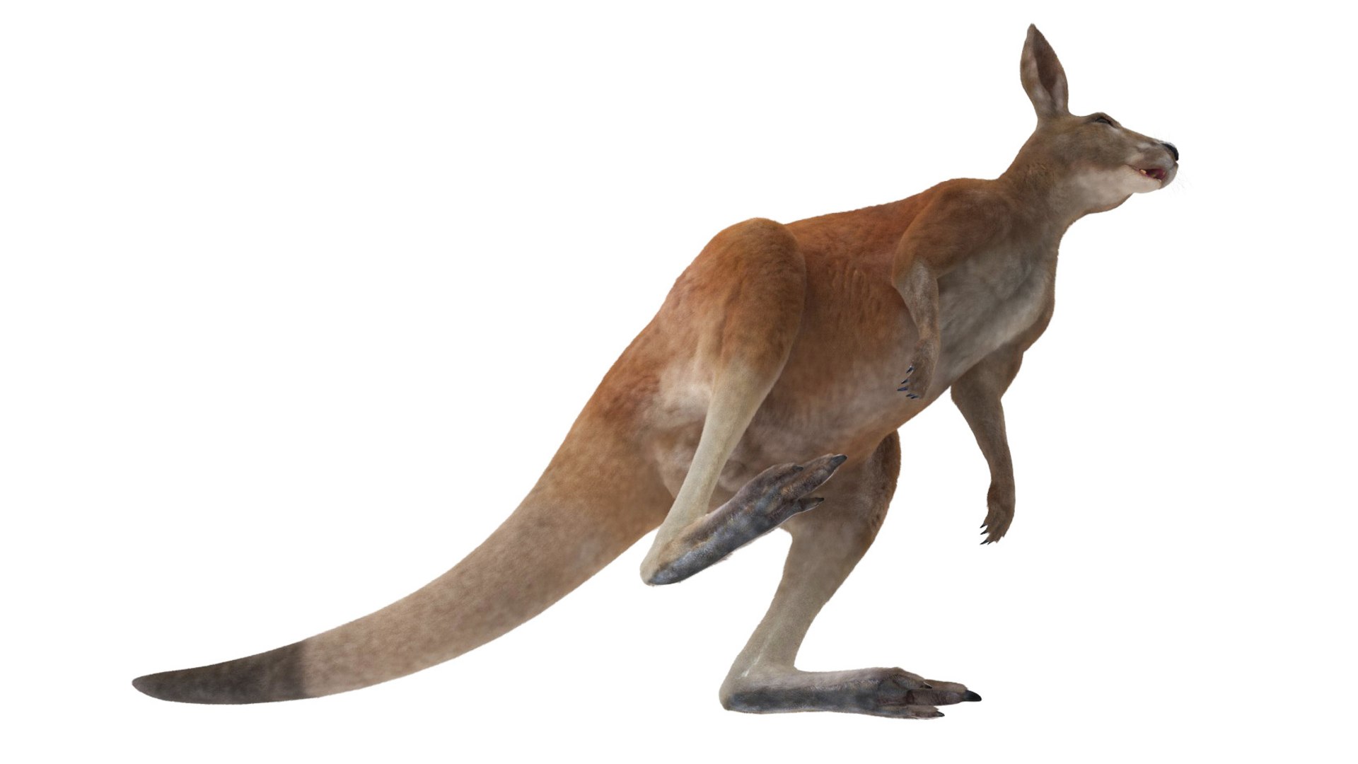 Kangaroo Fur Rigged 3D Model - TurboSquid 2284141