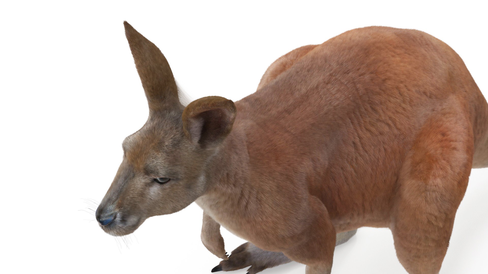 Kangaroo Fur Rigged 3D Model - TurboSquid 2284141
