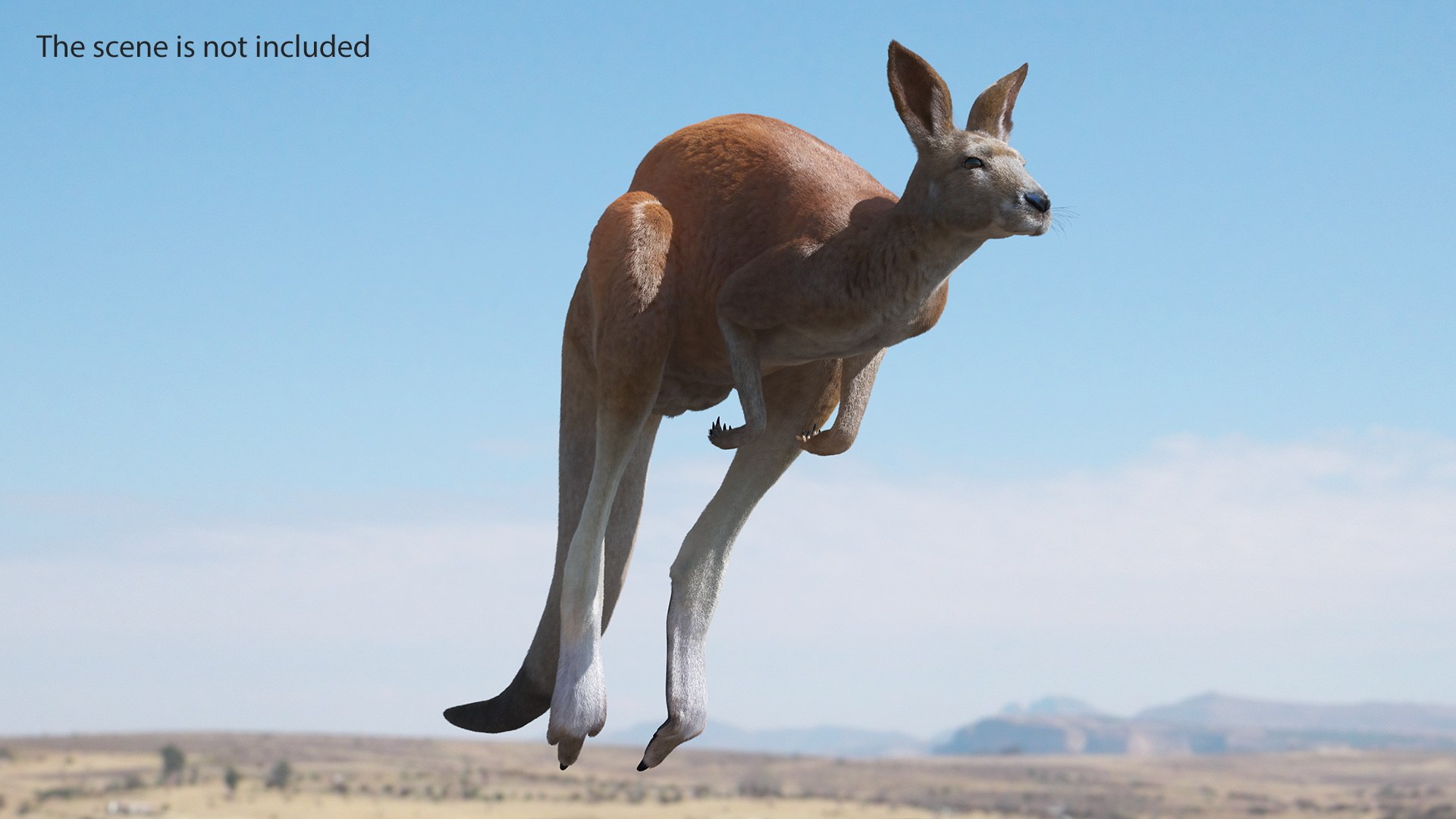 Kangaroo Fur Rigged 3D Model - TurboSquid 2284141