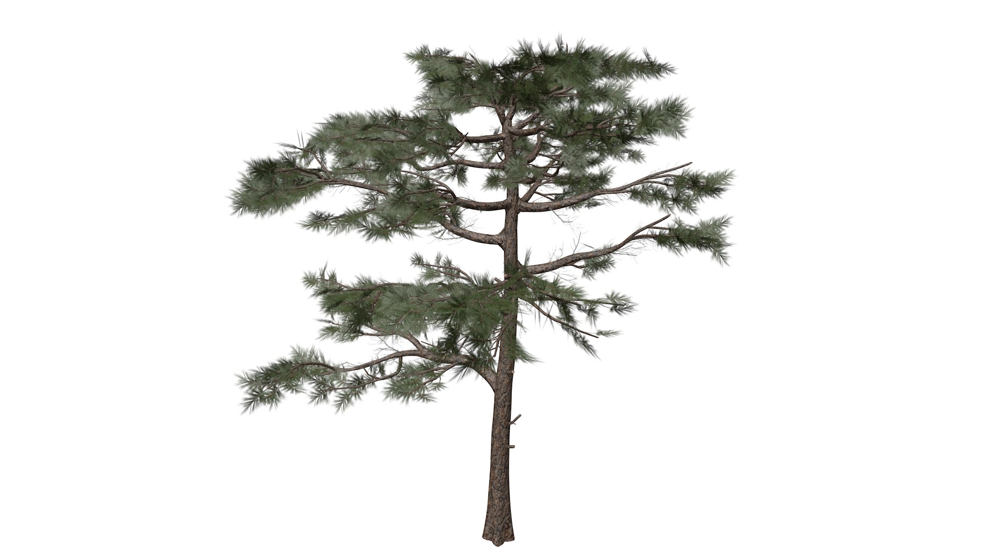 3D Huangshan Pine Tree Collection Model - TurboSquid 2378784