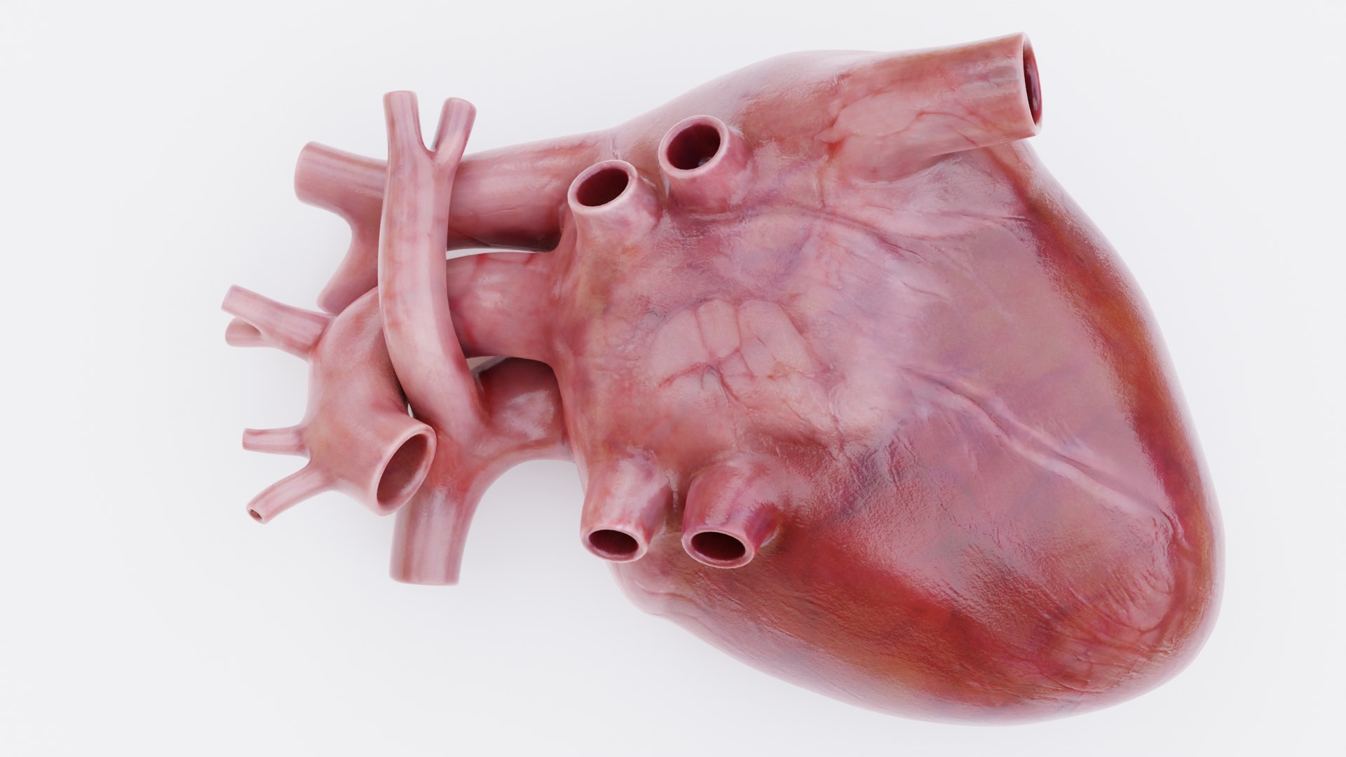 Heart Animated Model - TurboSquid 2030398