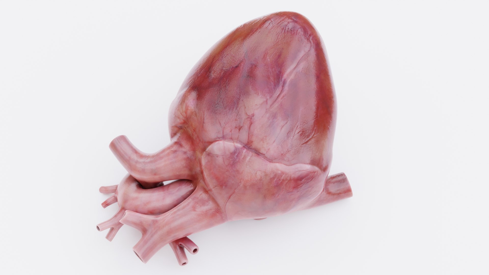 Heart Animated Model - TurboSquid 2030398