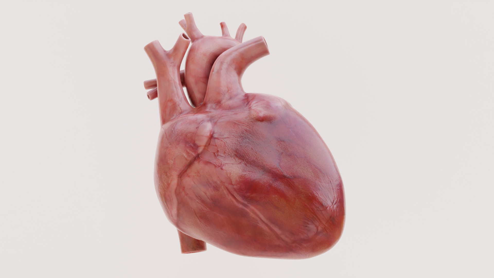 Heart Animated Model - TurboSquid 2030398