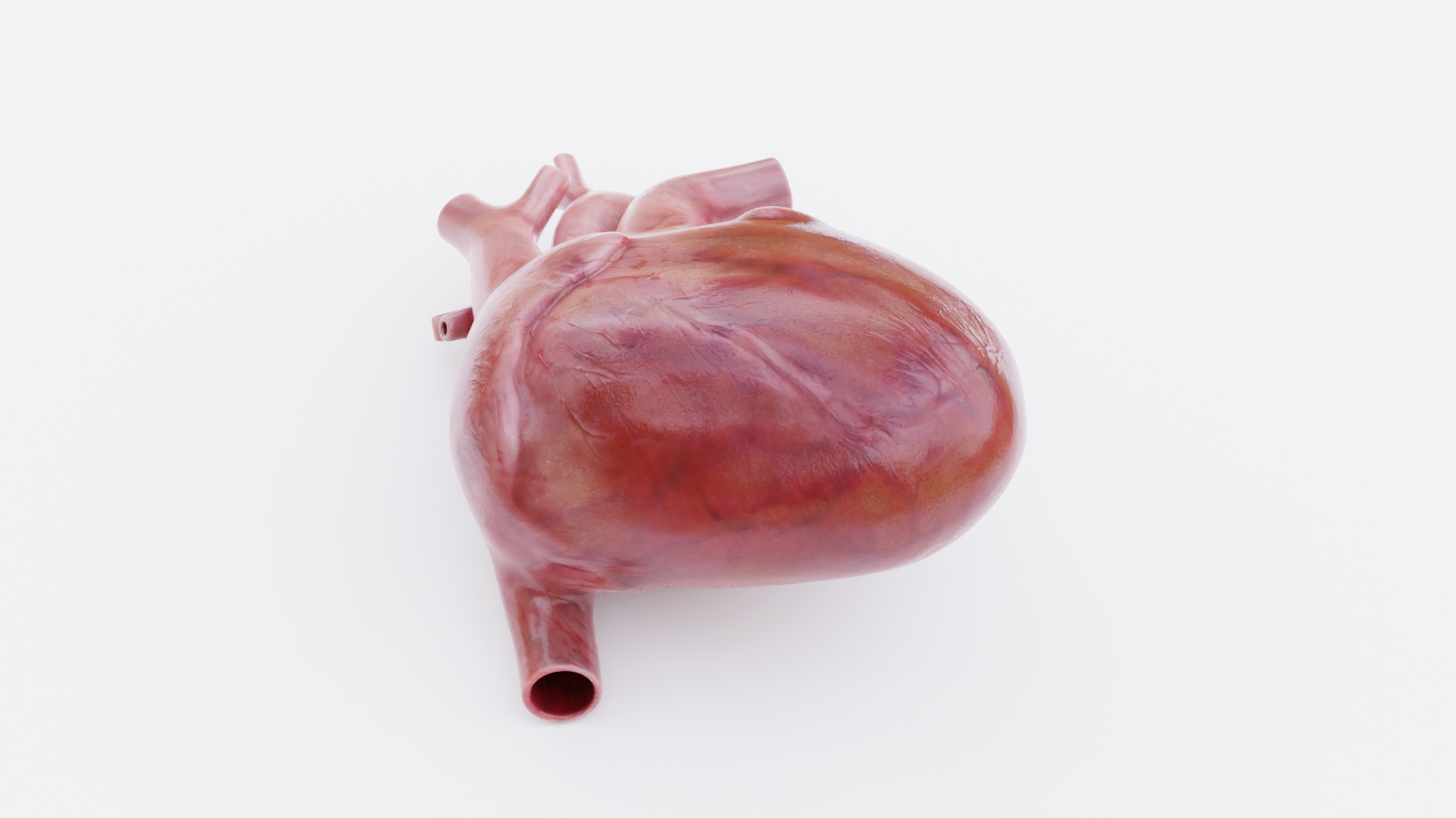 Heart Animated Model - TurboSquid 2030398