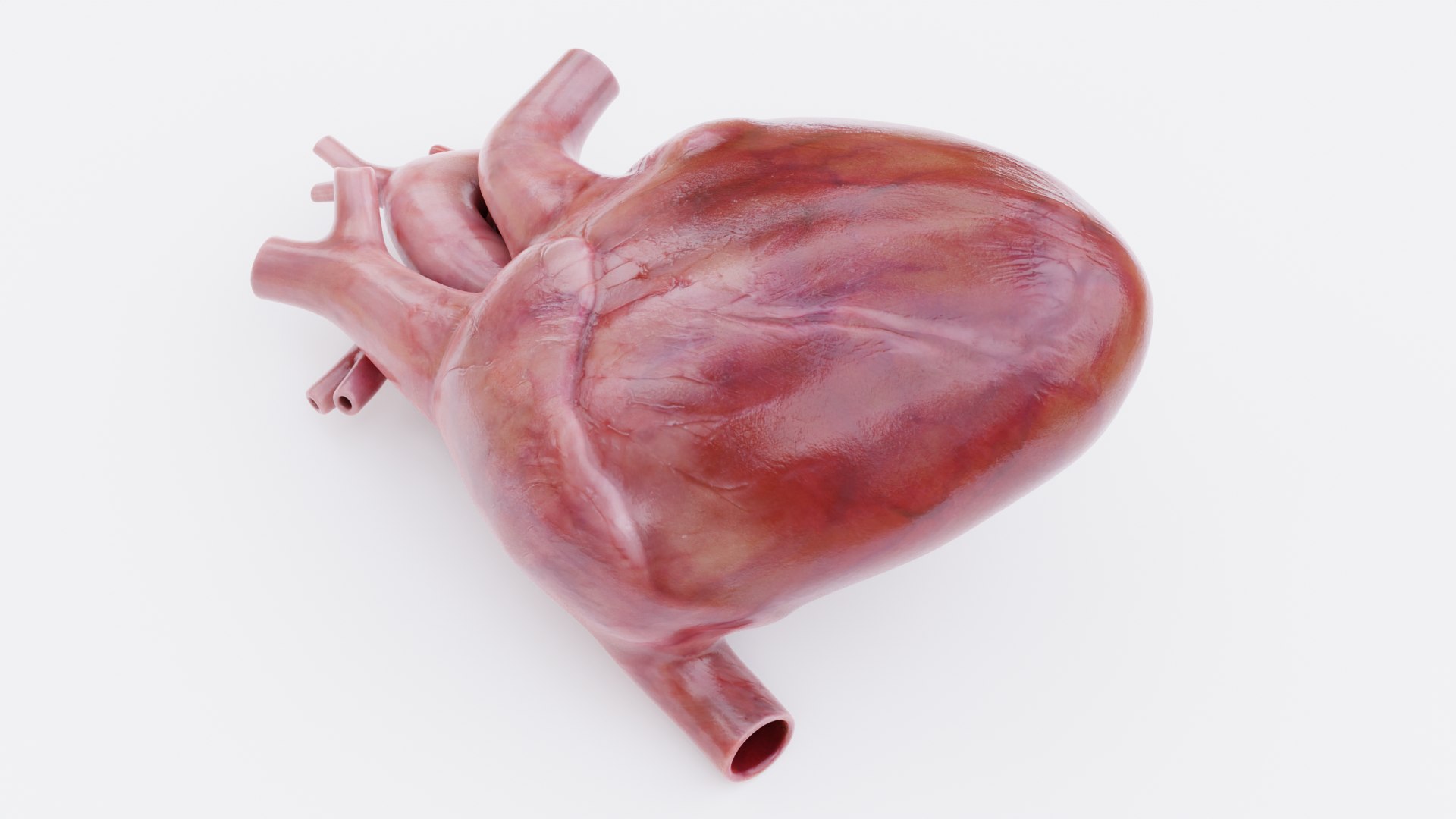 Heart Animated Model - TurboSquid 2030398