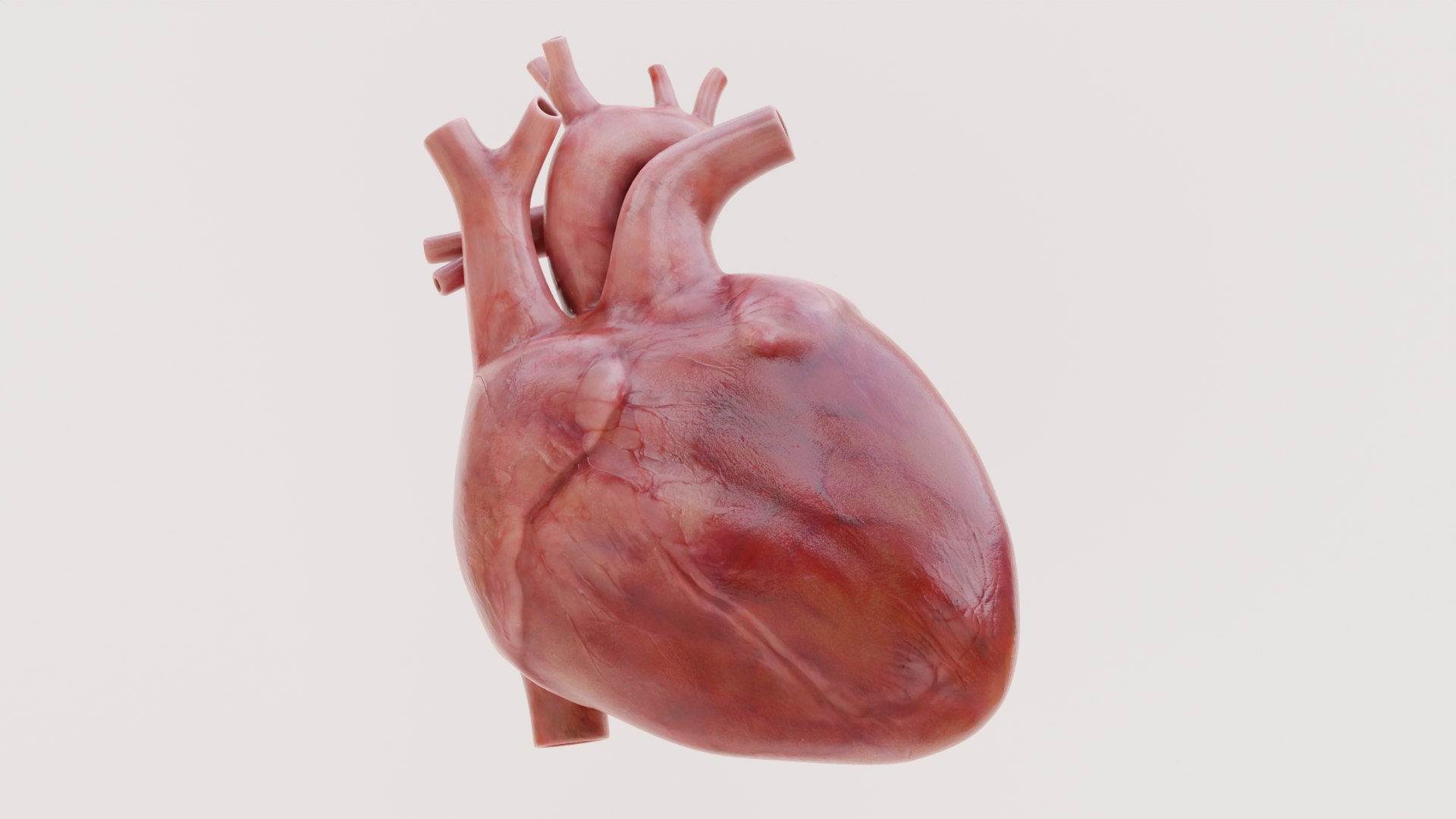 Heart Animated model - TurboSquid 2030398