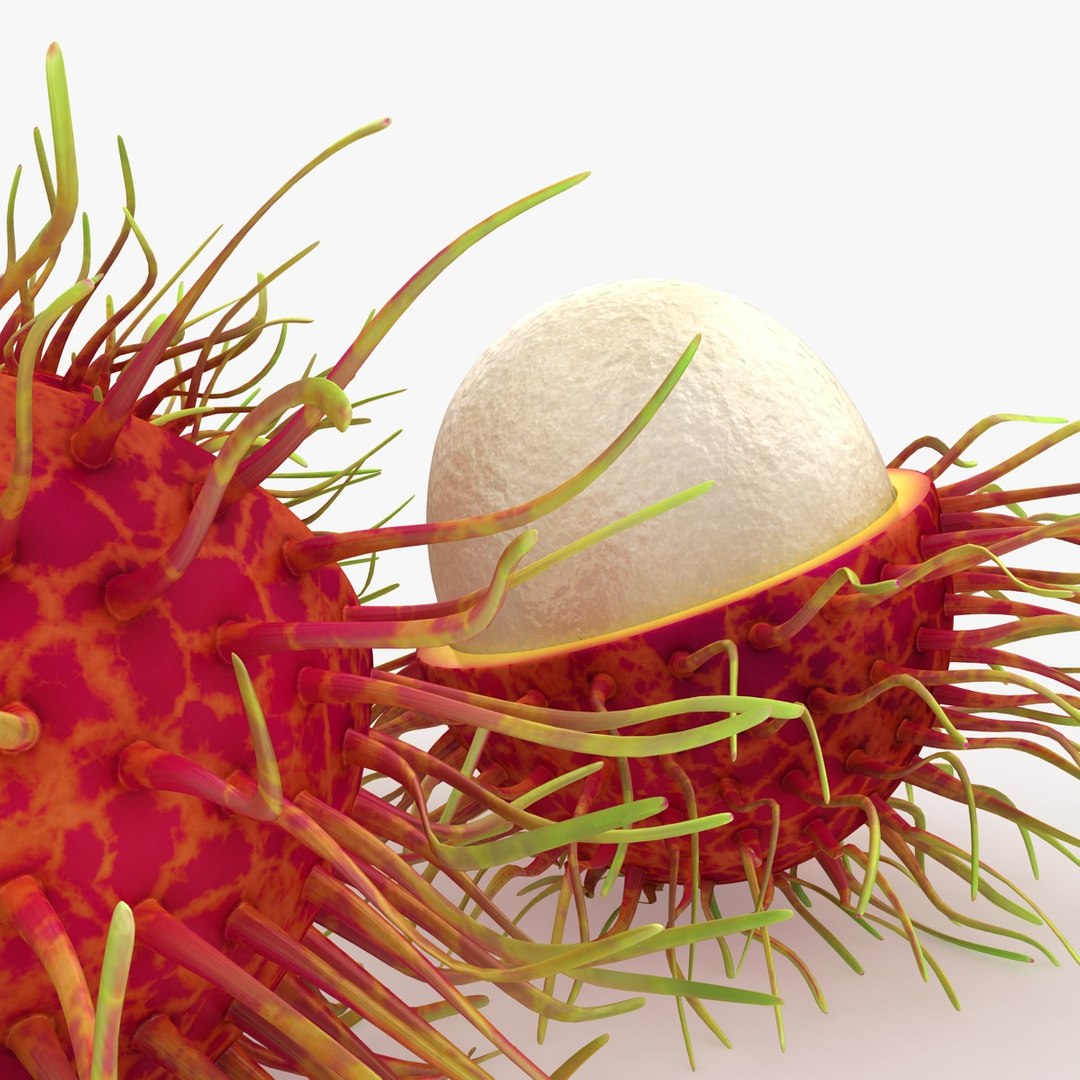 max realistic rambutan