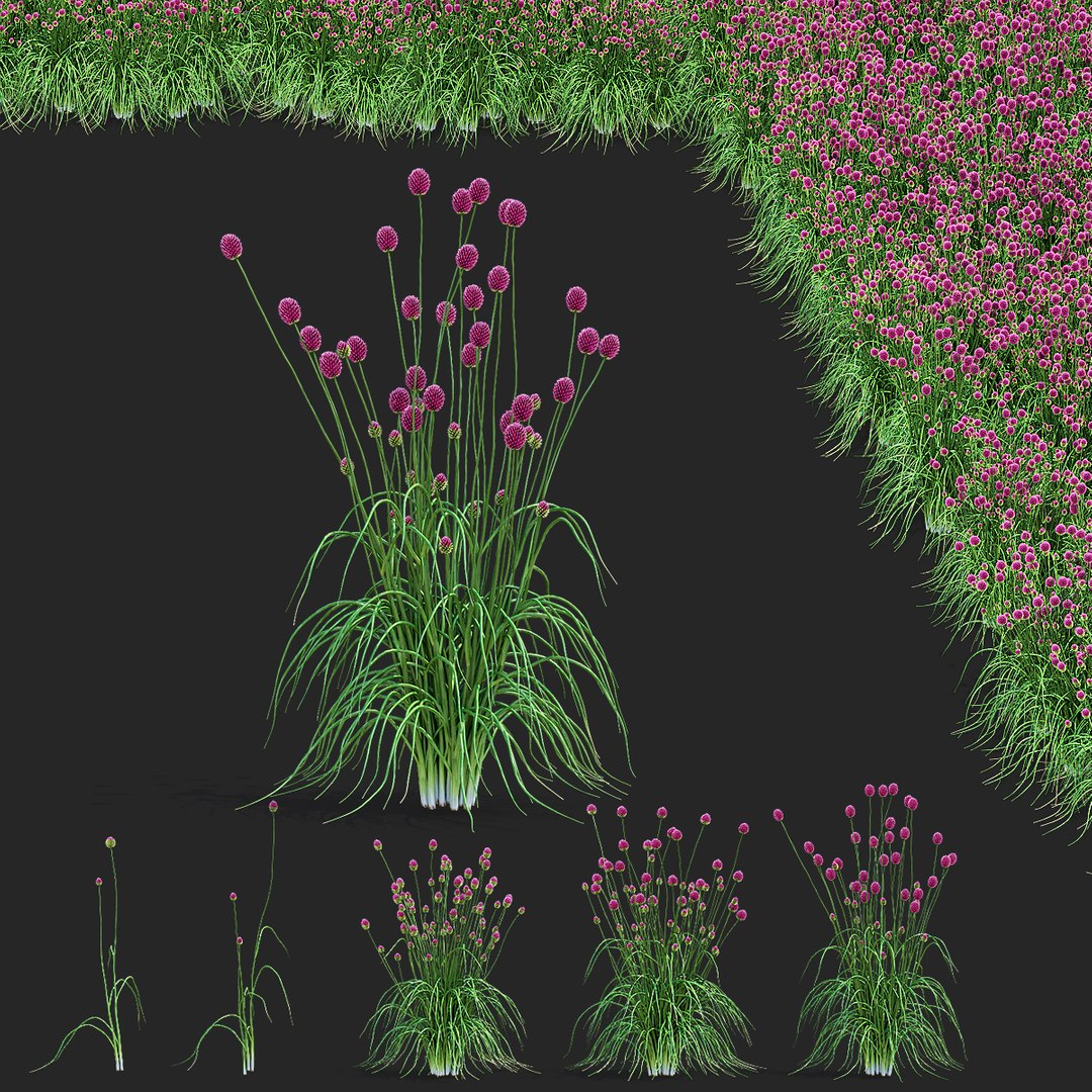 3D Allium Sphaerocephalon Flower - TurboSquid 2092569