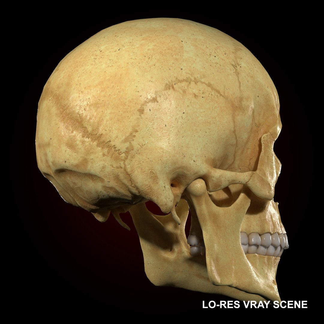 Realistic Skull Teeth Jaw Model - TurboSquid 1284462