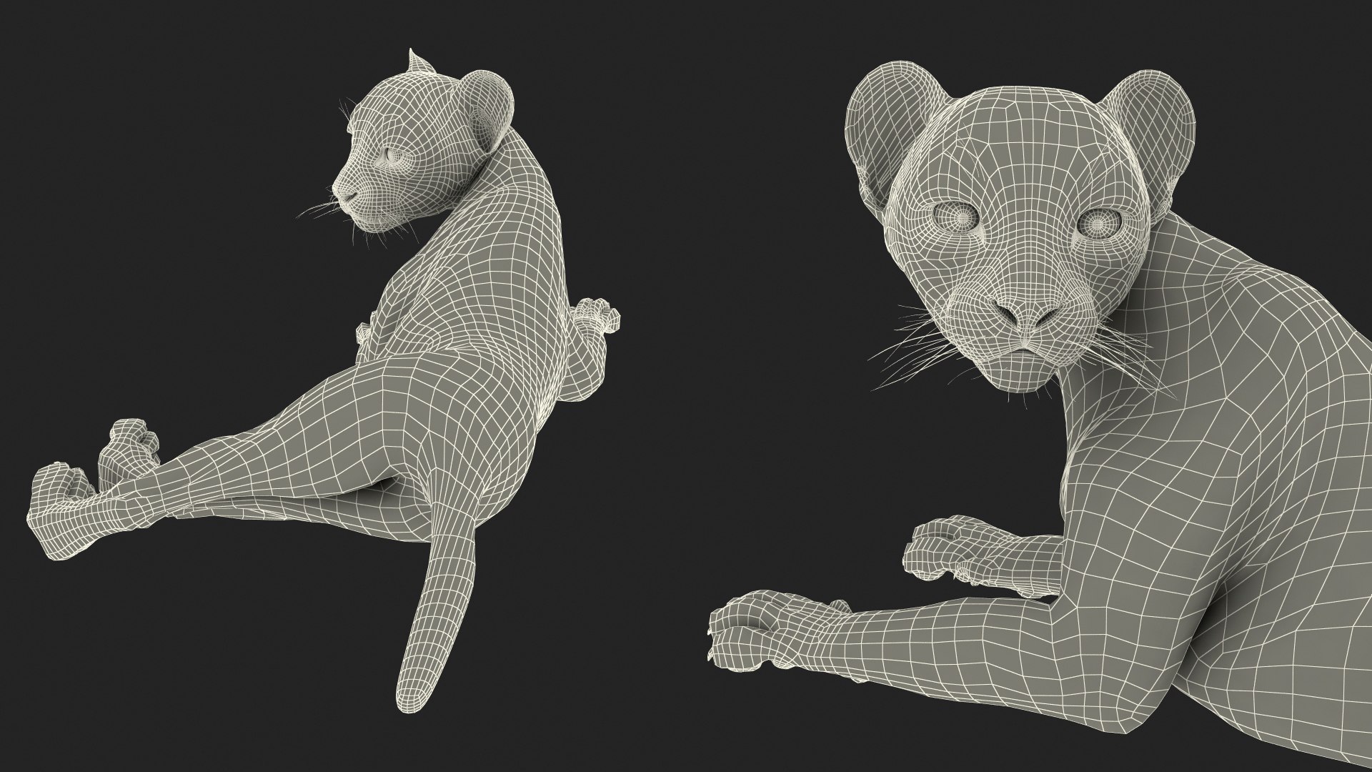 3D Cheetah Cub Lying Pose Model - TurboSquid 2359071