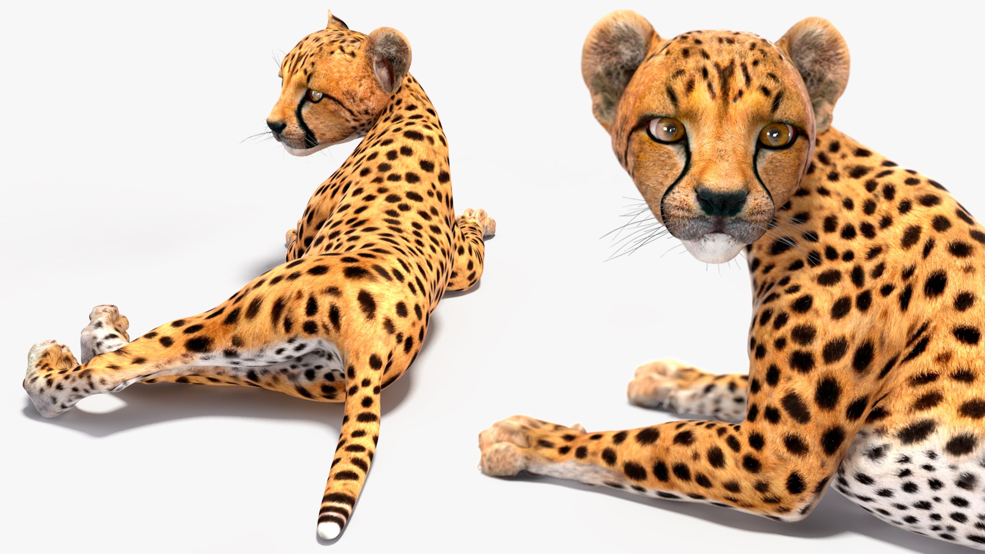 3D Cheetah Cub Lying Pose Model - TurboSquid 2359071