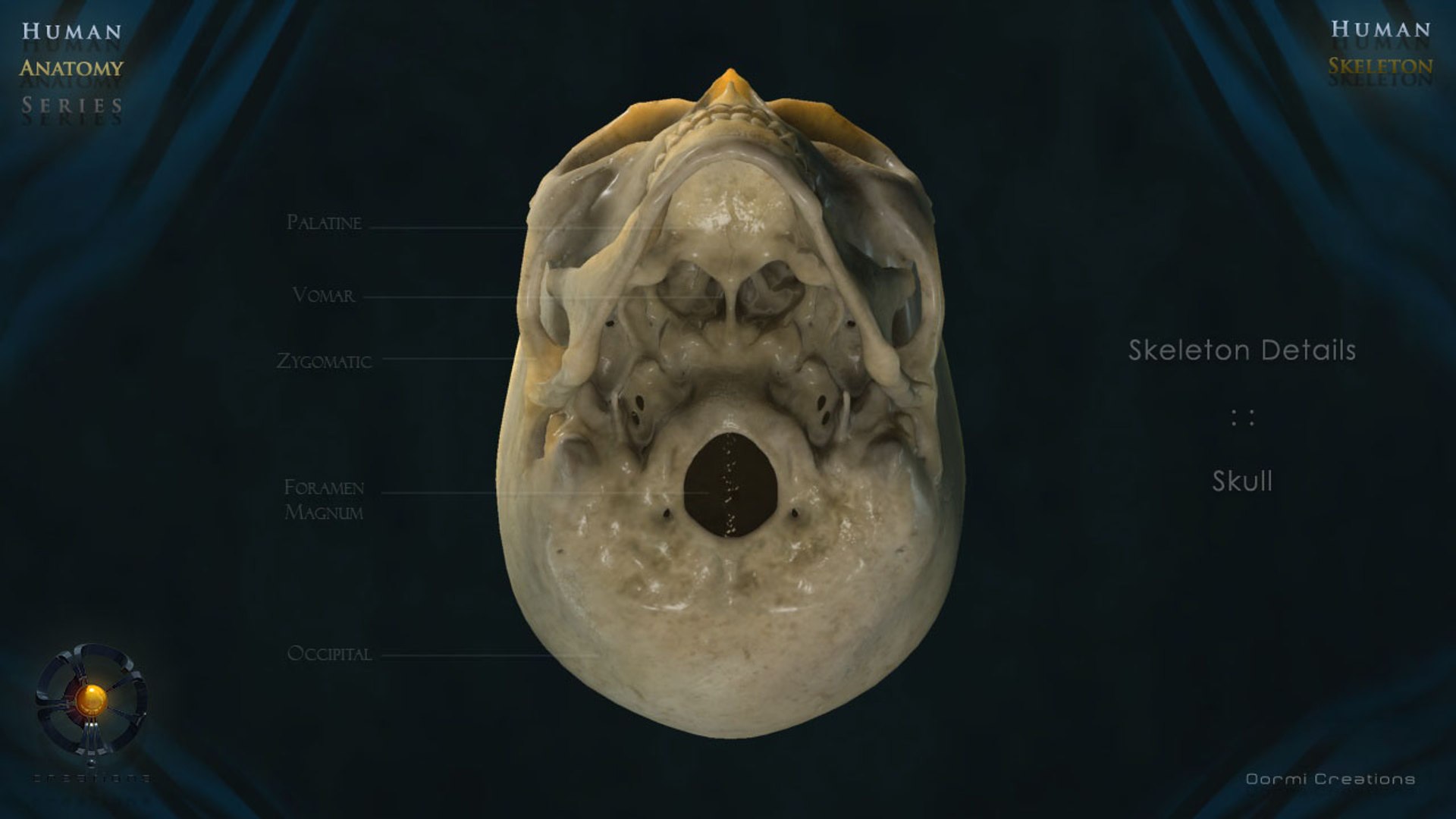 3d Human Skeleton Bone Rigged